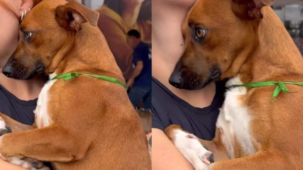 Cadela que foi ignorada em feira de adoção e emocionou país é adotada ...
